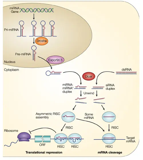 MicroRNA、lncRNA、miRNA、circRNA、自噬等热门研究方向——莱博生物设计